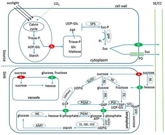 Agronomy | Free Full-Text | A Review of the Diverse Genes and Molecules ...