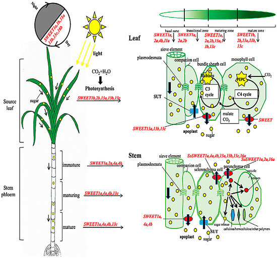 A Review of the Diverse Genes and Molecules Involved in Sucrose ...