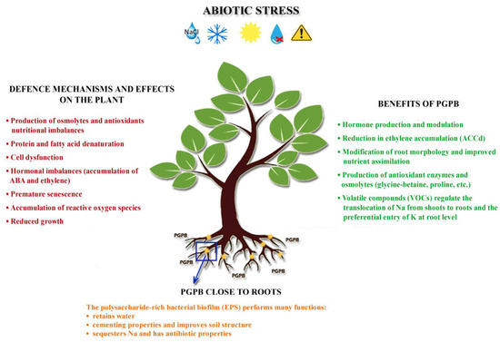 Potential Use of Plant Growth-Promoting Bacteria to Enhance Growth and ...