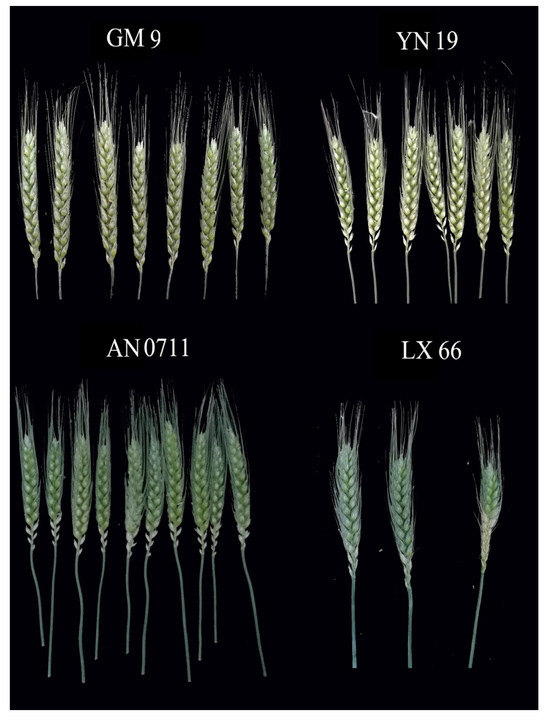 Screening of Varieties Resistant to Late-Spring Coldness in Wheat and ...