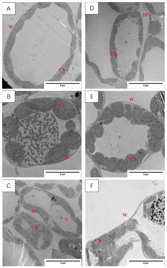 Screening of Varieties Resistant to Late-Spring Coldness in Wheat and ...