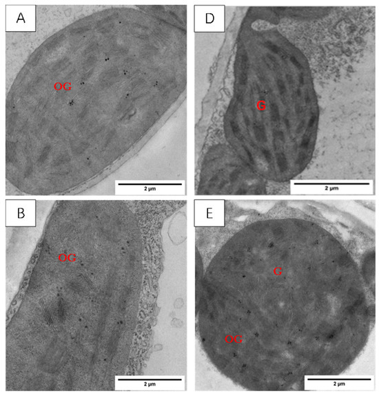 Screening of Varieties Resistant to Late-Spring Coldness in Wheat and ...