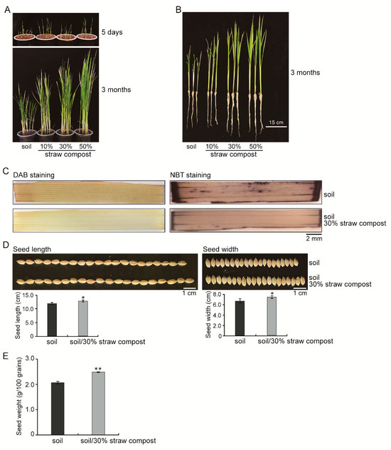 Low-Temperature Fermented Straw Compost Regulates Rice Growth and Yield ...
