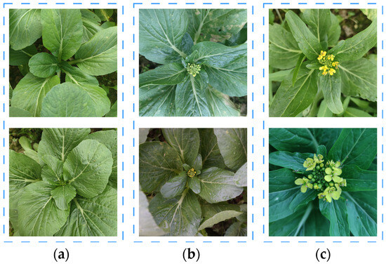 Improved Feature Fusion in YOLOv5 for Accurate Detection and Counting ...