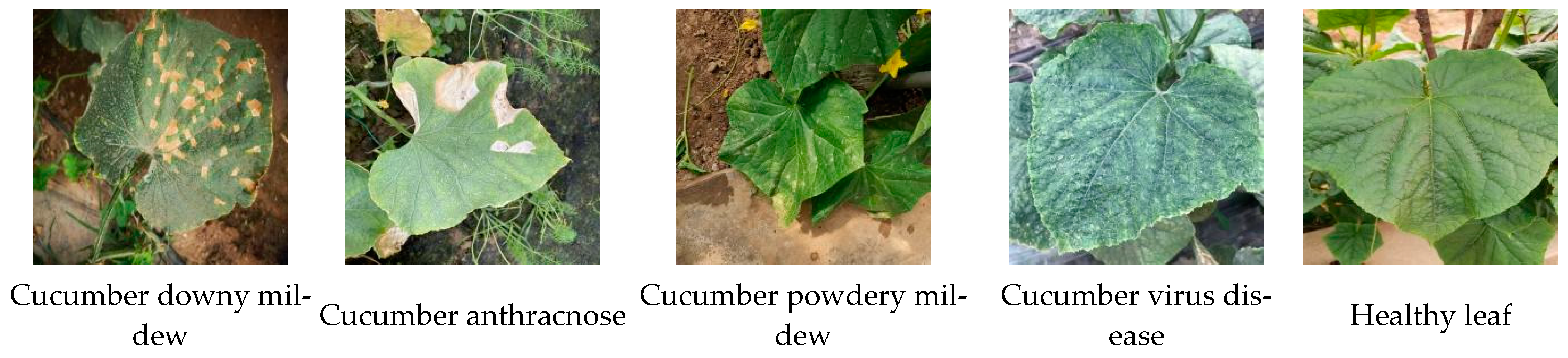Agronomy | Free Full-Text | A Cucumber Leaf Disease Severity Grading Method in Natural ...