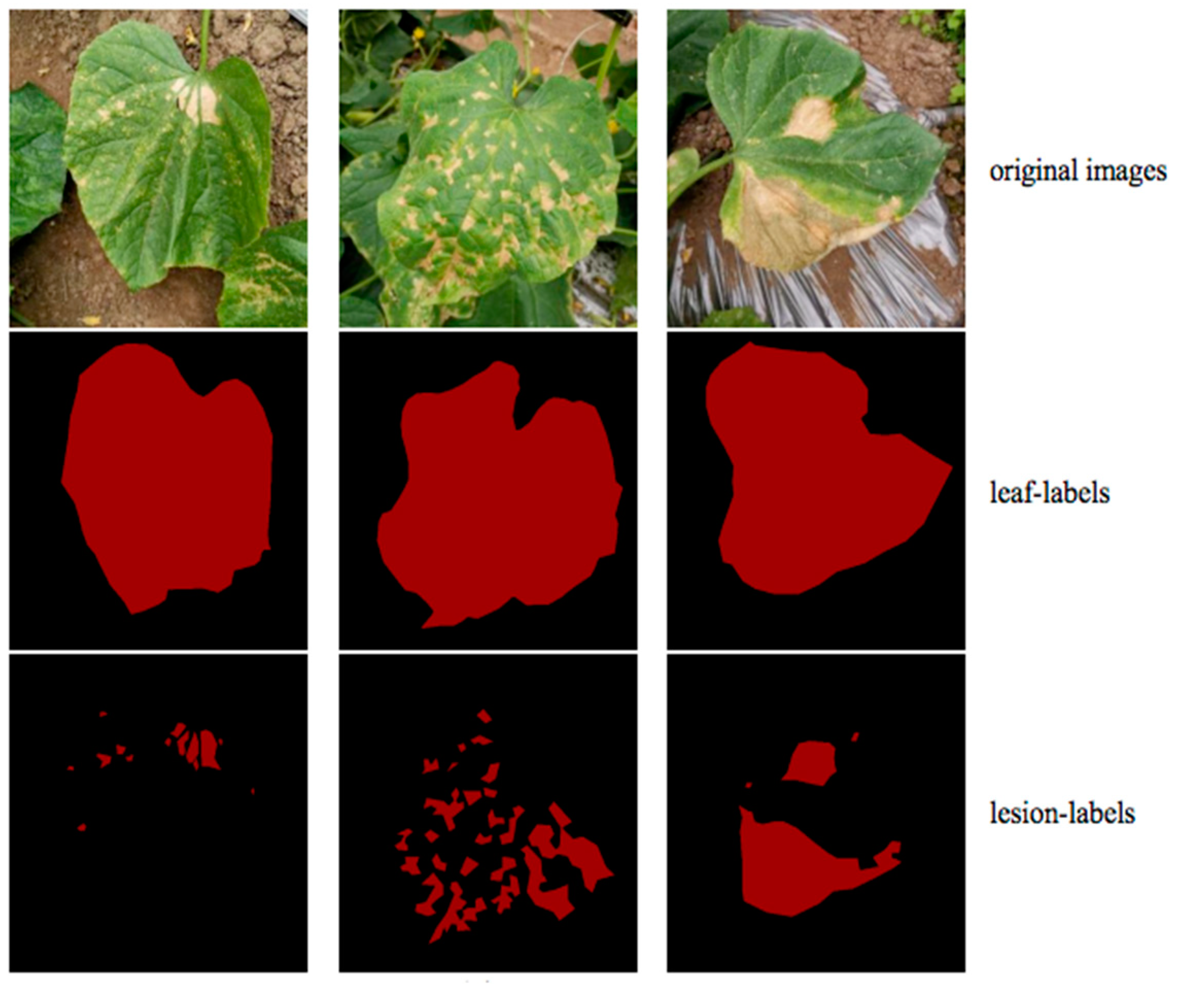 Agronomy | Free Full-Text | A Cucumber Leaf Disease Severity Grading Method in Natural ...