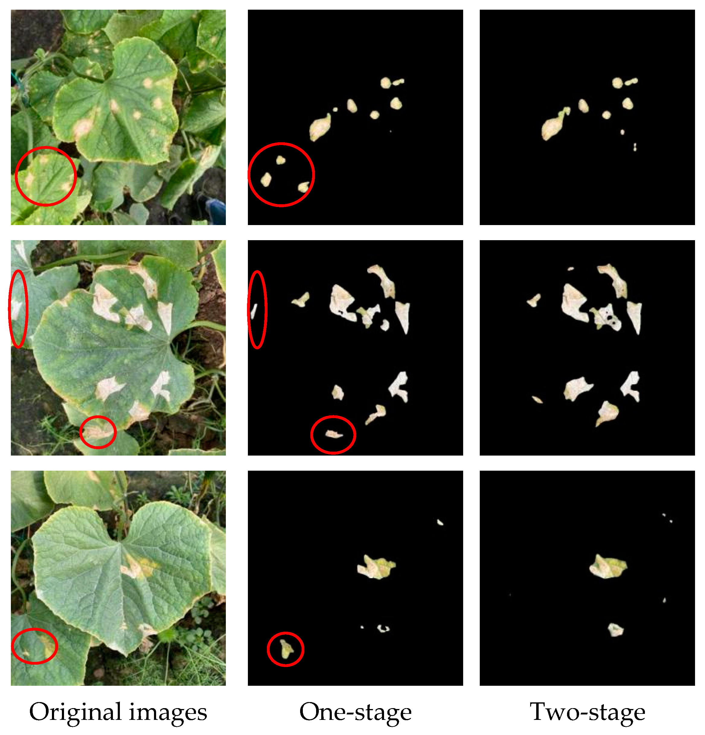 Agronomy | Free Full-Text | A Cucumber Leaf Disease Severity Grading Method in Natural ...