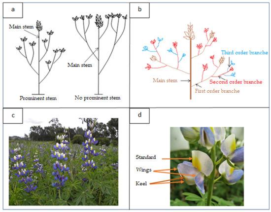 Lupinus mutabilis Breeding in the Andes of Ecuador, Peru, and Bolivia ...