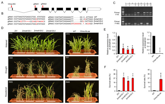 ZmHDT103 Negatively Regulates Drought Stress Tolerance in Maize Seedlings