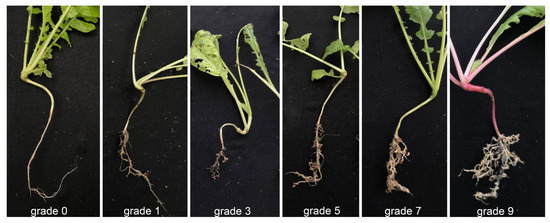 Identification of Clubroot-Resistant Germplasm in a Radish (Raphanus ...