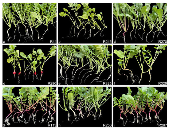 Identification of Clubroot-Resistant Germplasm in a Radish (Raphanus ...
