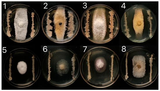Biological Control Ability and Antifungal Activities of Bacillus ...