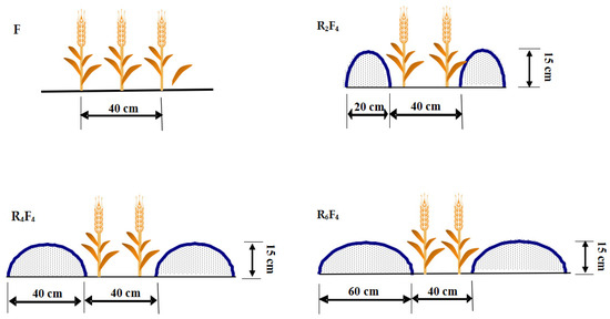 Optimization of N Fertilizer Type and Ridge–Furrow Ratio to Improve ...