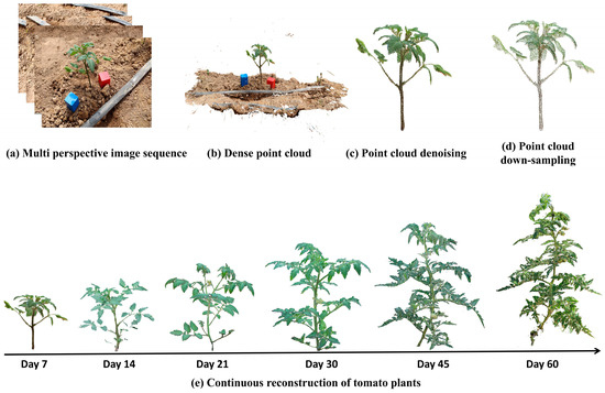 A Method for Tomato Plant Stem and Leaf Segmentation and Phenotypic Extraction Based on Skeleton ...