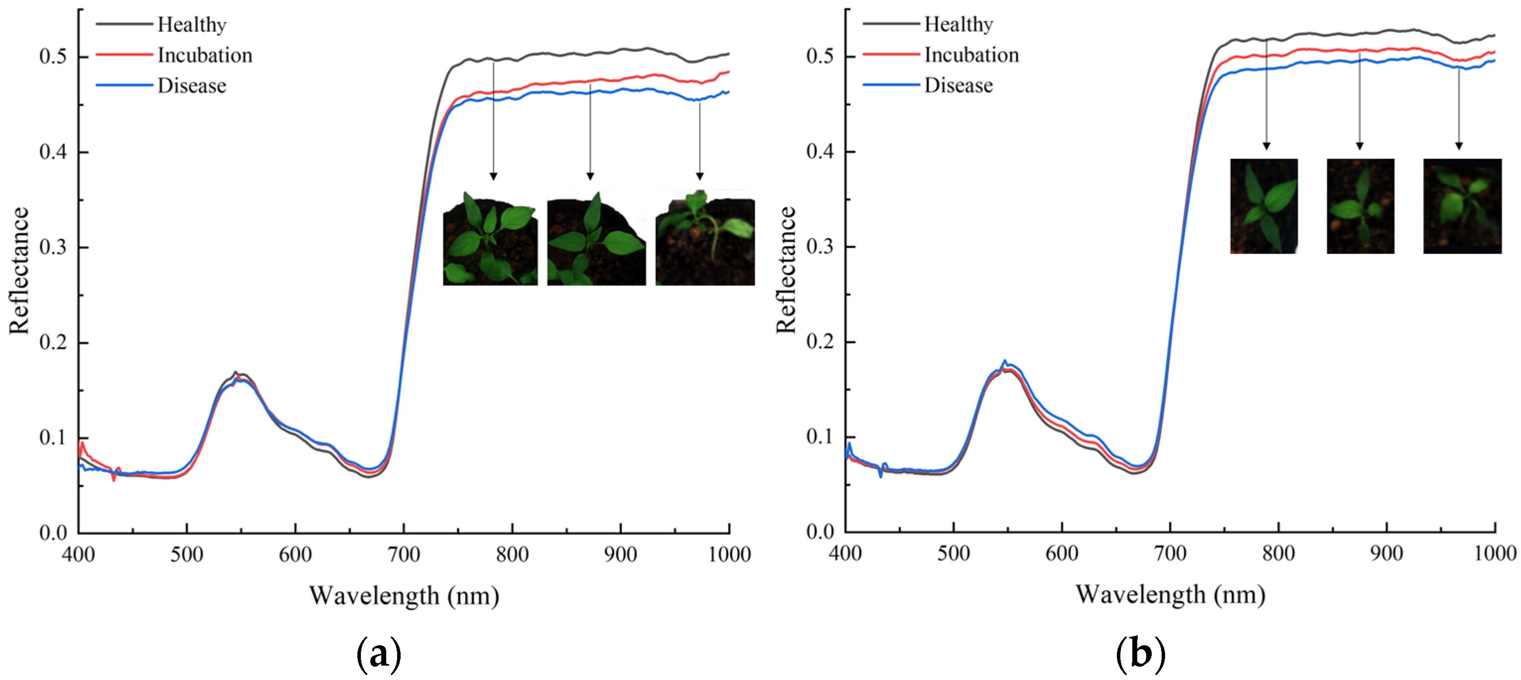 Detection and Analysis of Chili Pepper Root Rot by Hyperspectral ...