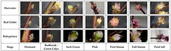 Predicting Floral Bud Progression for Three Peach Cultivars