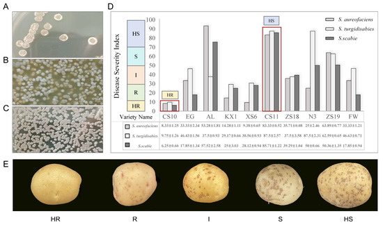 Revealing Key Genes and Pathways in Potato Scab Disease Resistance ...