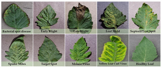 ViT-SmartAgri: Vision Transformer and Smartphone-Based Plant Disease ...