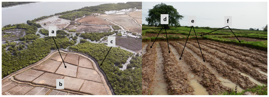Moving toward the Biophysical Characterization of the Mangrove Swamp ...