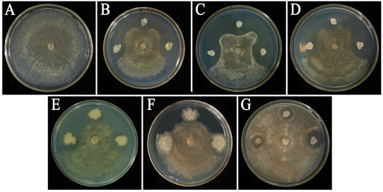 Biological Control Effect of Antagonistic Bacteria on Potato Black ...