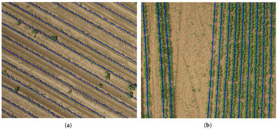 Agronomy | Free Full-Text | Deep Learning-Based Weed–Crop Recognition ...