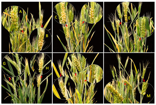 Technology for Production of Wheat Doubled Haploid via Maize Pollen ...