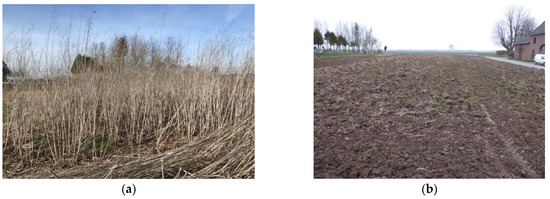 Converting an Established Sida hermaphrodita Field into Arable Farming