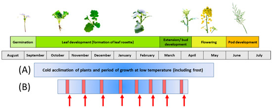 Physiological and Biochemical Background of Deacclimation in Plants ...