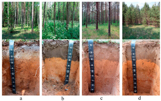 Soil Microbiome of Abandoned Plaggic Podzol of Different-Aged Fallow ...