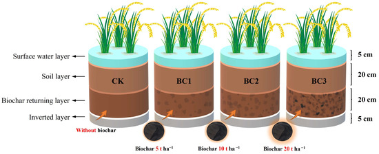The Application of Biochar Enhances Soil Organic Carbon and Rice Yields