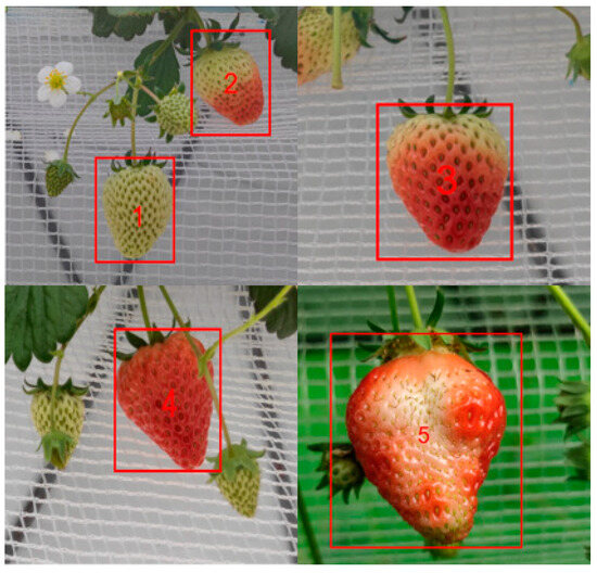 Strawberry Maturity Recognition Based on Improved YOLOv5