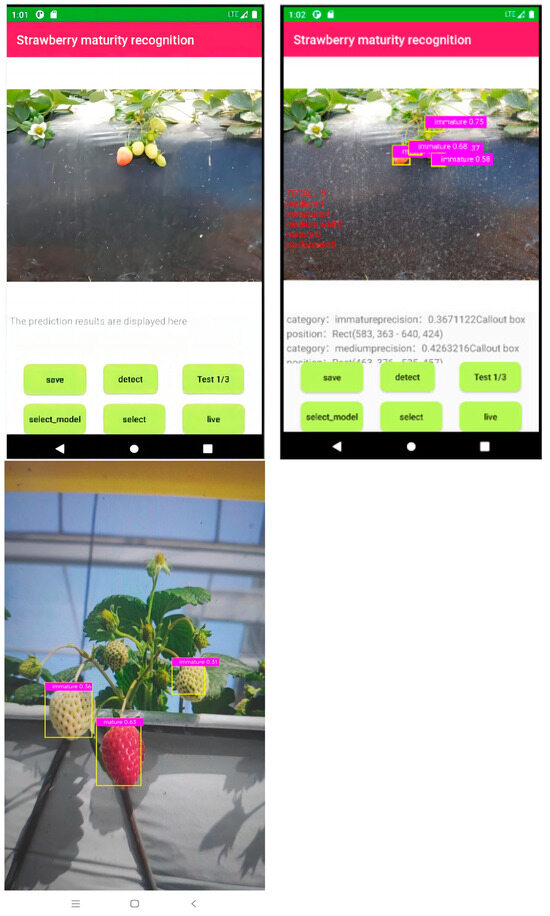 Strawberry Maturity Recognition Based on Improved YOLOv5