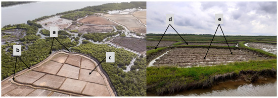 The Mangrove Swamp Rice Production System of Guinea Bissau ...