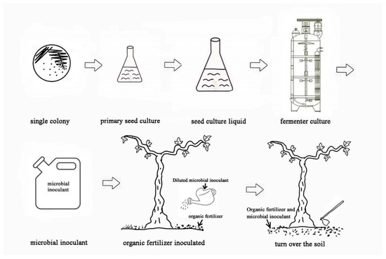 Effect of Microbial Inoculants Endowed with Multifarious Plant Growth ...