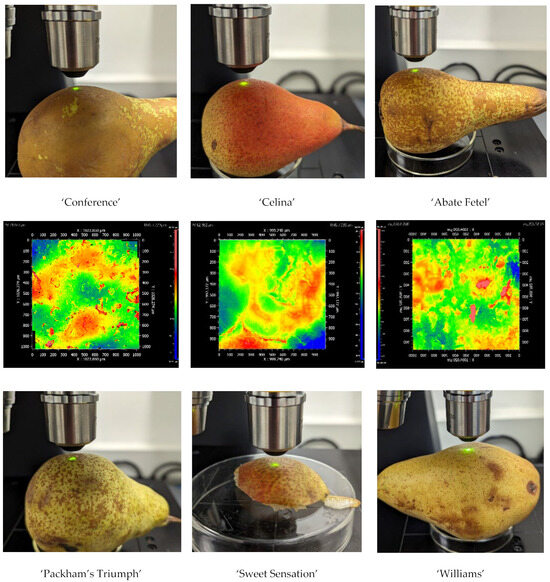 The Biophysical Properties of the Fruit Cuticles of Six Pear Cultivars ...