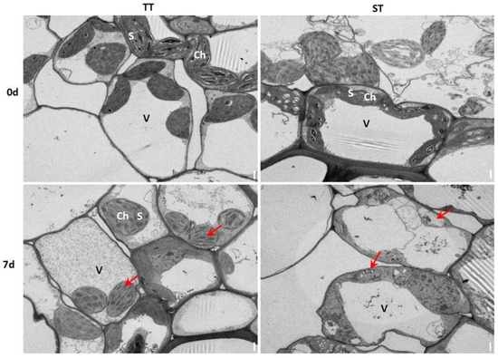 Mechanisms Underlying the Differential Sensitivity to Mesotrione in ...