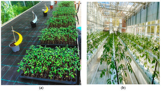 A Comprehensive Assessment of the Morphological Development of Inflorescence, Yield Potential ...