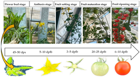 A Comprehensive Assessment of the Morphological Development of Inflorescence, Yield Potential ...
