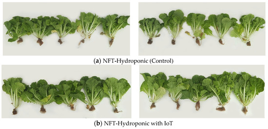 Enhancing Chinese Cabbage Production and Quality through IoT-Based ...