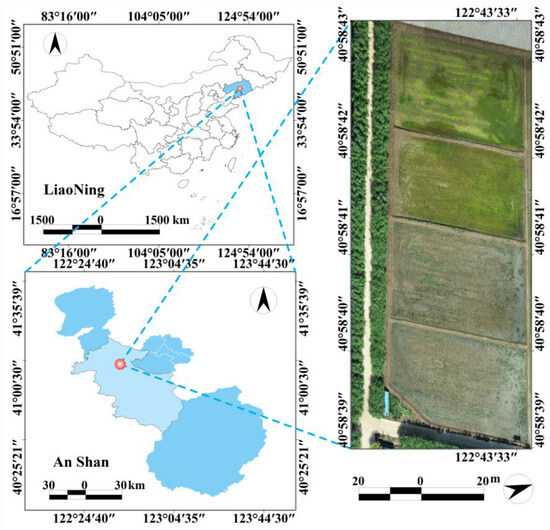 Early Detection of Rice Leaf Blast Disease Using Unmanned Aerial ...
