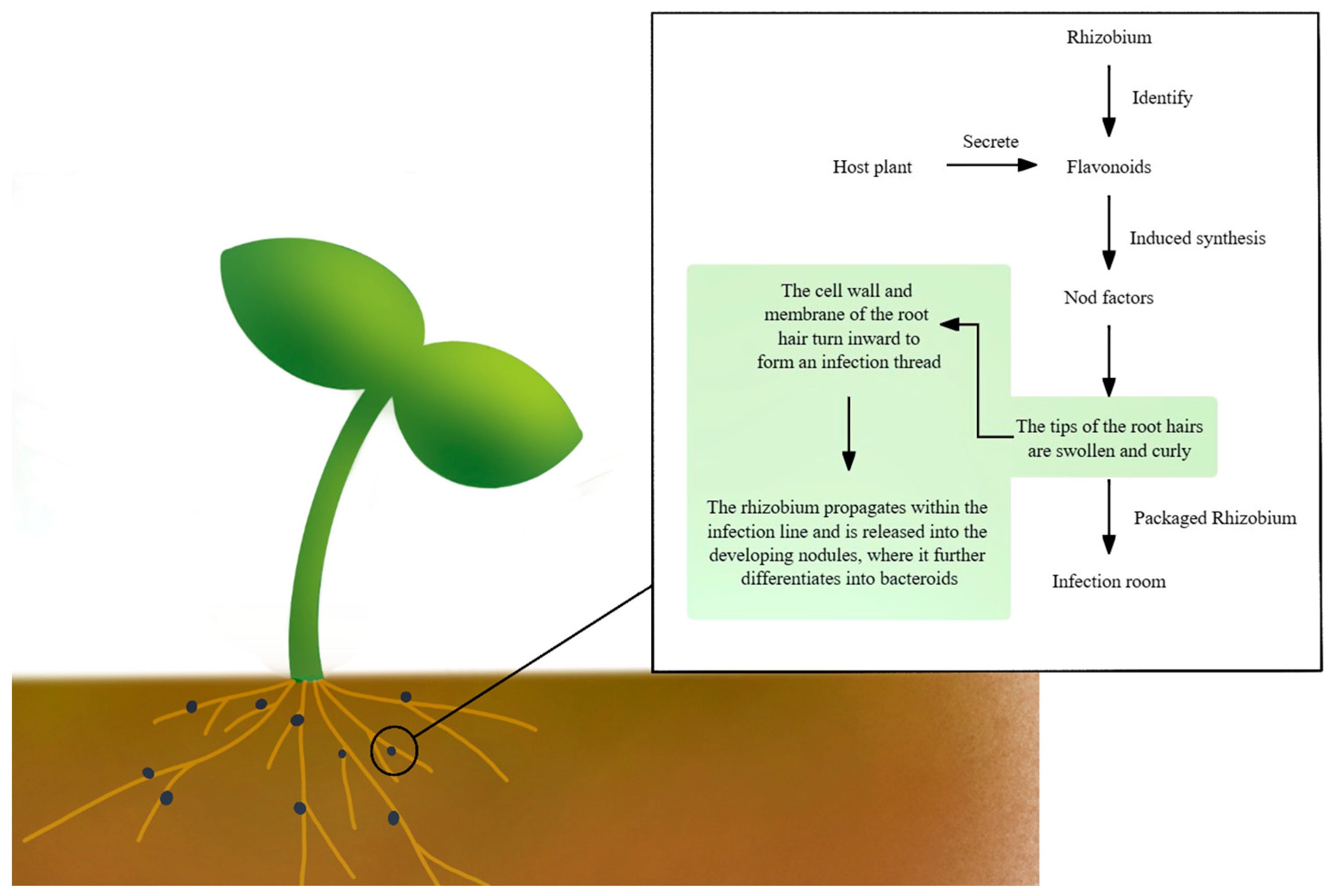 Enhancing Soil Health and Plant Growth through Microbial Fertilizers ...