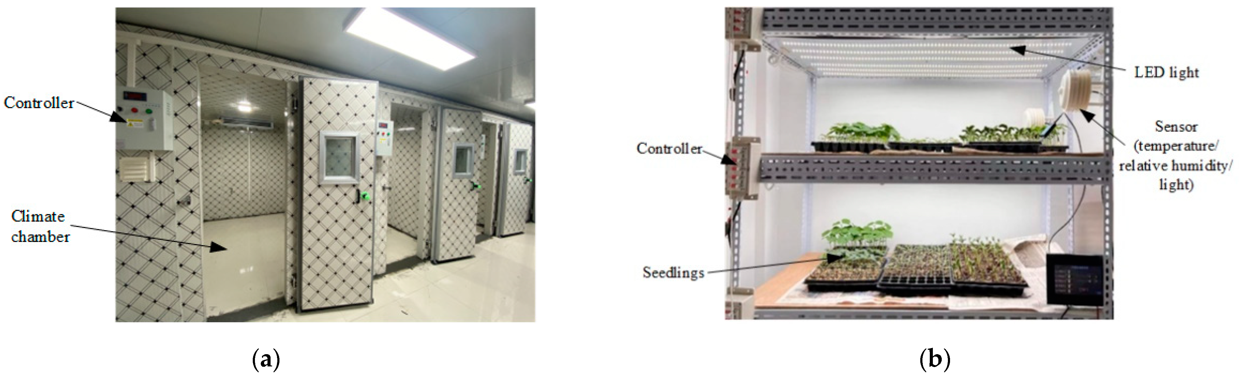 The Impact of Light Intensities on the Phenotypic Parameters of ...