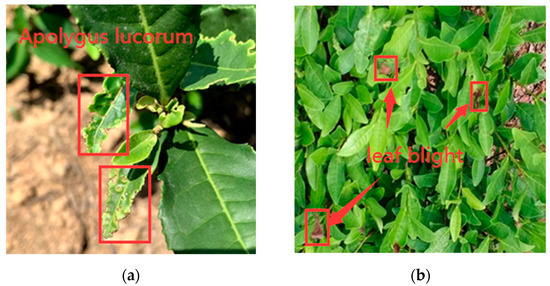 TeaViTNet: Tea Disease and Pest Detection Model Based on Fused ...