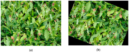 TeaViTNet: Tea Disease and Pest Detection Model Based on Fused ...