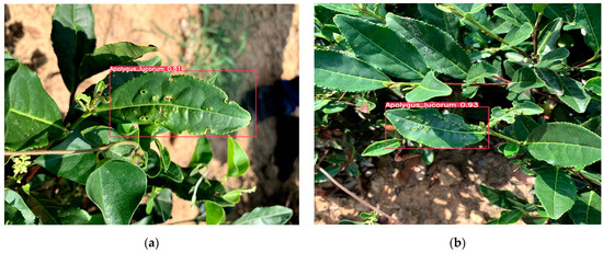 TeaViTNet: Tea Disease and Pest Detection Model Based on Fused ...