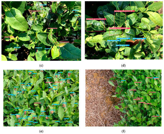 TeaViTNet: Tea Disease and Pest Detection Model Based on Fused ...