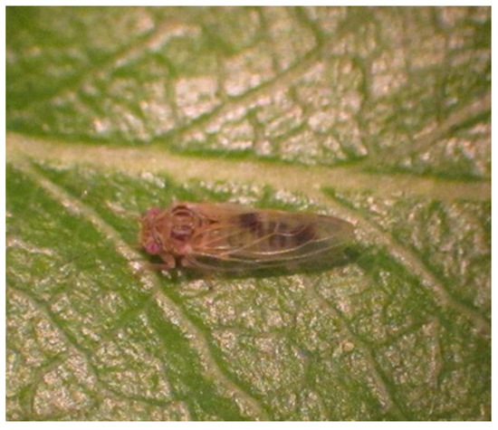 Natural Enemies of the Pear Psylla, Cacopsylla pyri (Hemiptera ...