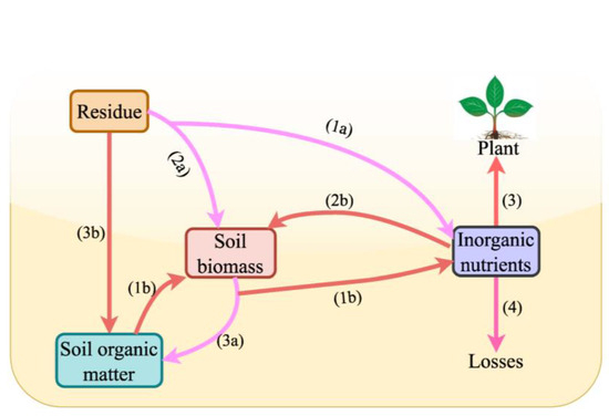 The Fate and Challenges of the Main Nutrients in Returned Straw: A ...