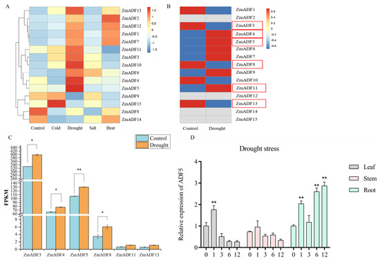 The Role of the ADF Gene Family in Maize Response to Abiotic Stresses