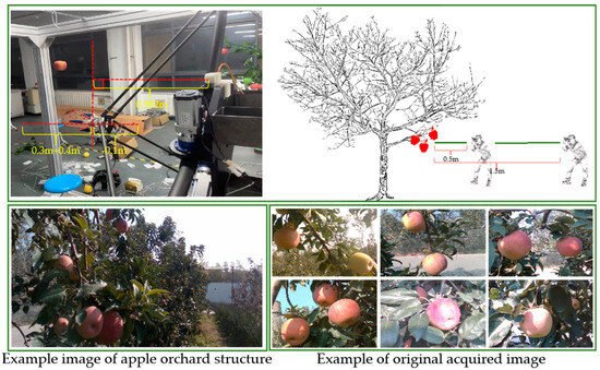 New Progress in Intelligent Picking: Online Detection of Apple Maturity ...